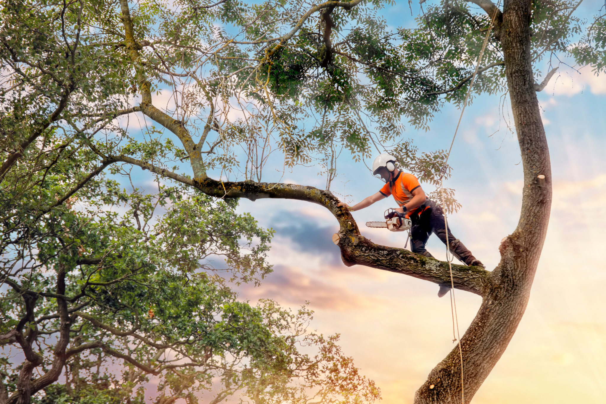 Understanding WA’s New Tree Laws: What They Mean for Homeowners ...